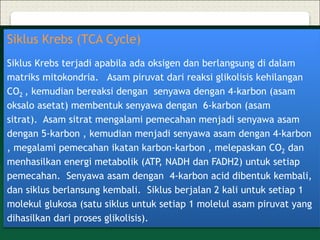 3_Tahap_respirasi-Tahap_respirasi---.ppt