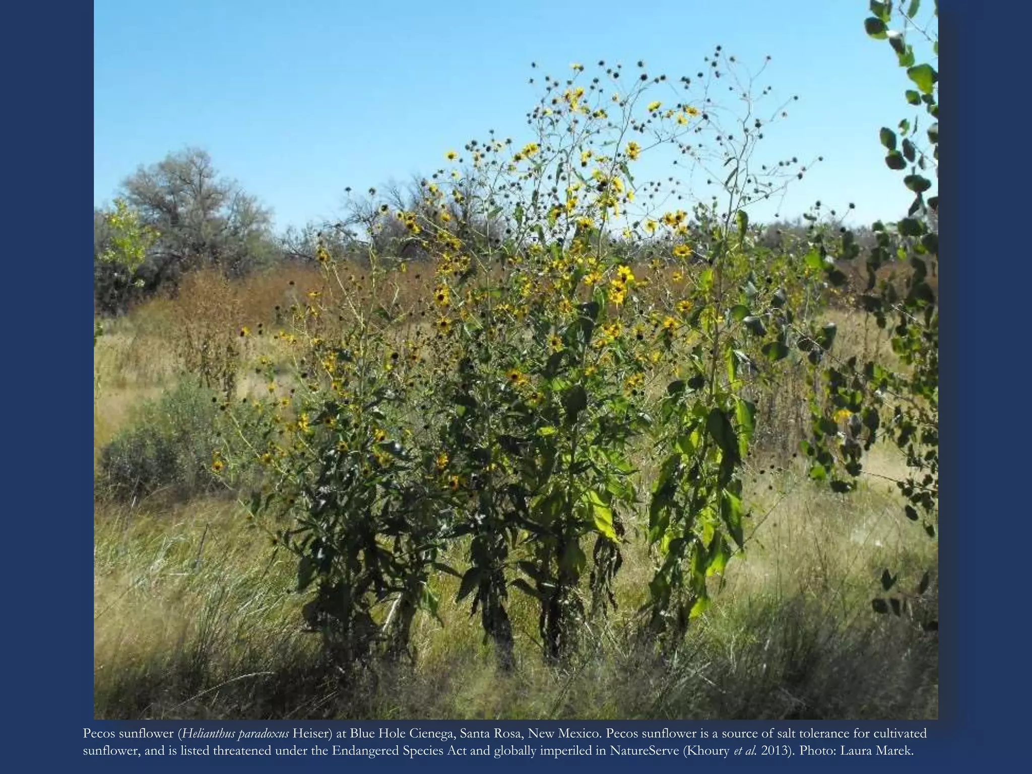 Building a Road Map for North American Crop Wild Relatives | PPTX