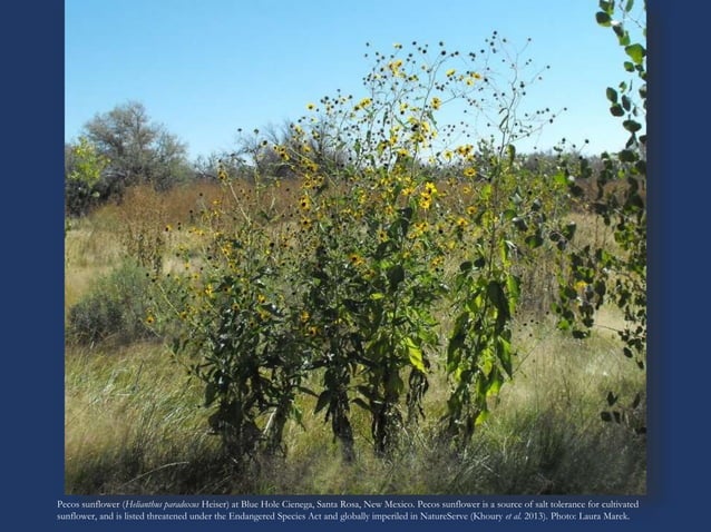 Building a Road Map for North American Crop Wild Relatives | PPTX | Agriculture | Industries