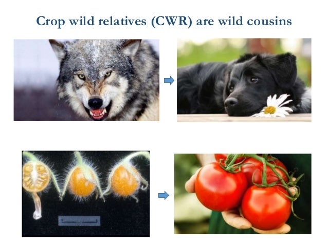 Conservation planning for crop wild relatives brings agricultural org…