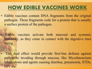 Edible vaccines | PPTX