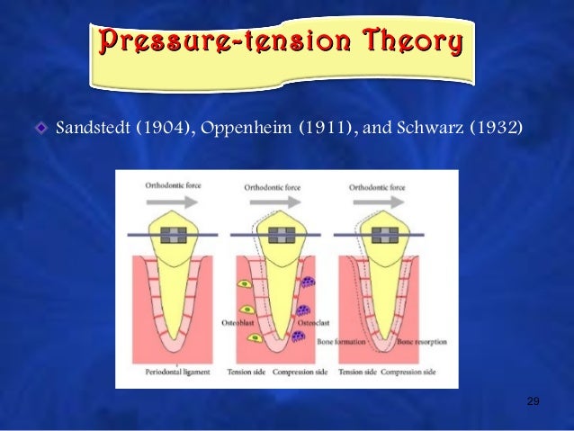 biology of tooth movement