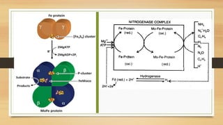 Nitrogenase complex and its function.pptx