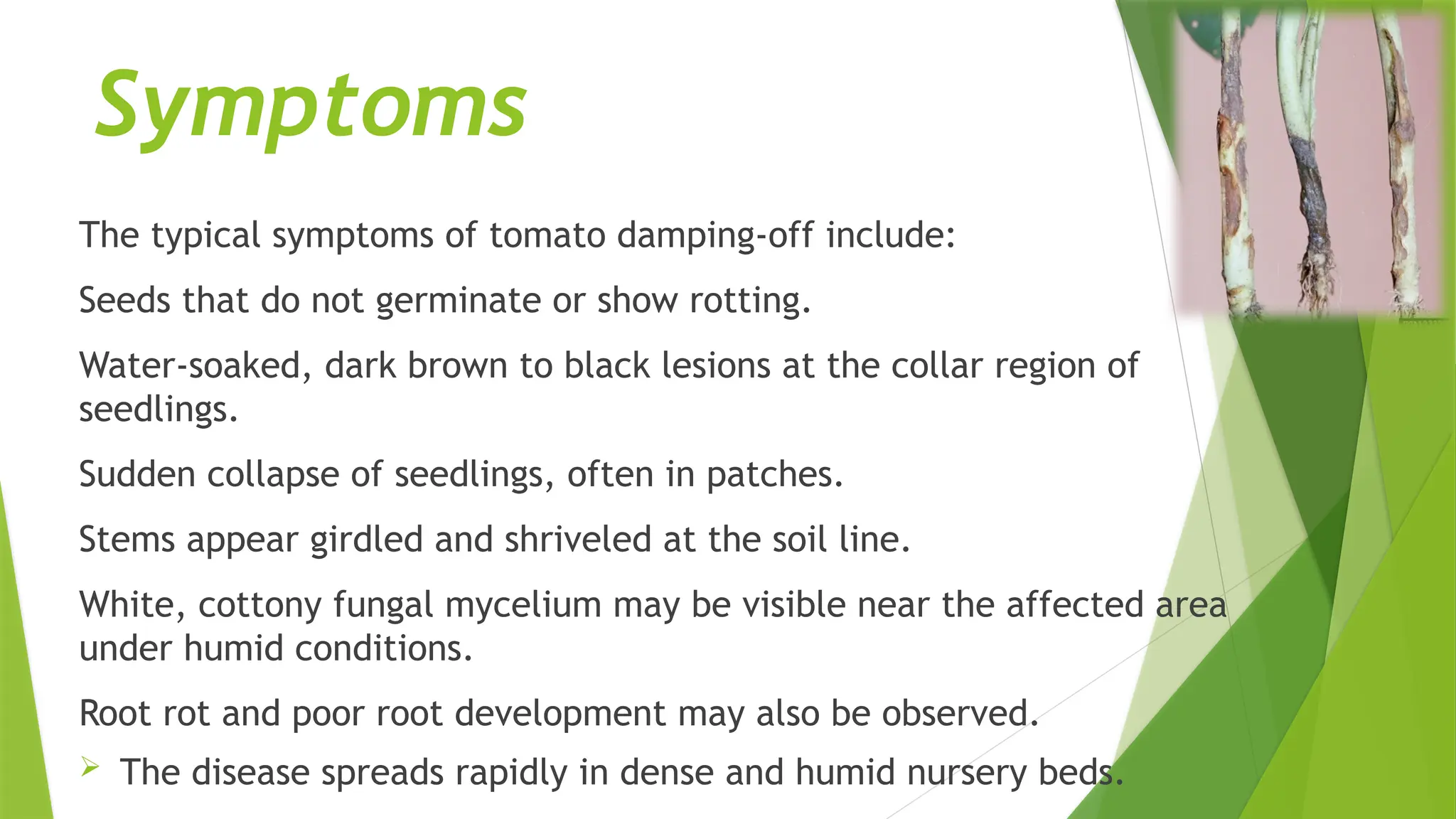 KHUSHI.pptx disease of field and horticulture | PPTX