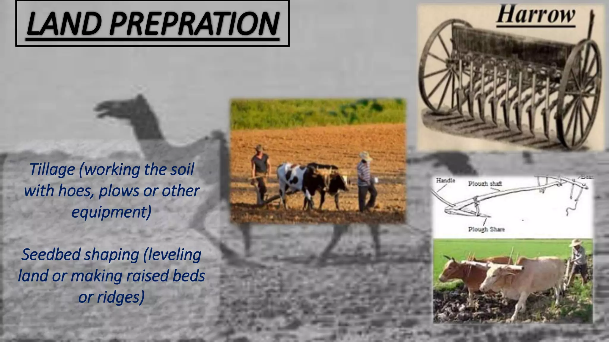 TRADTIONAL AND MODERN AGRICULTURE | PPTX