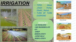 TRADTIONAL AND MODERN AGRICULTURE | PPTX