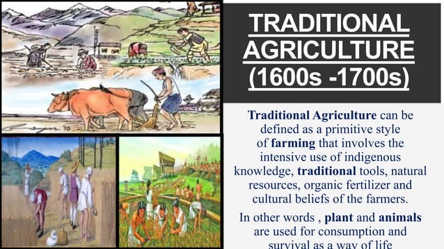 TRADTIONAL AND MODERN AGRICULTURE | PPTX
