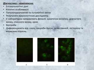 Khvoroba teshena | PPTX