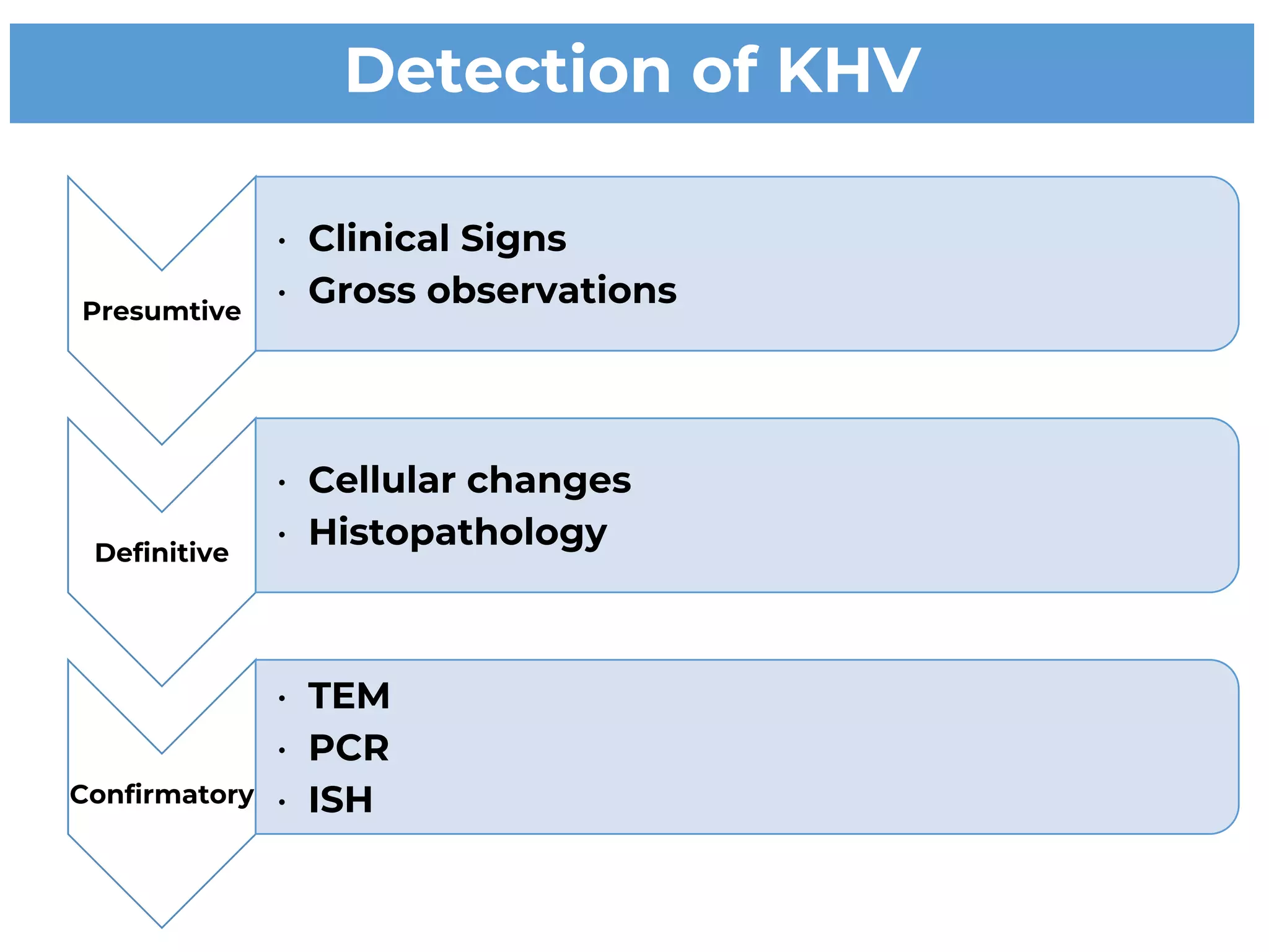 Koi Herpes Virus (KHV) | PDF