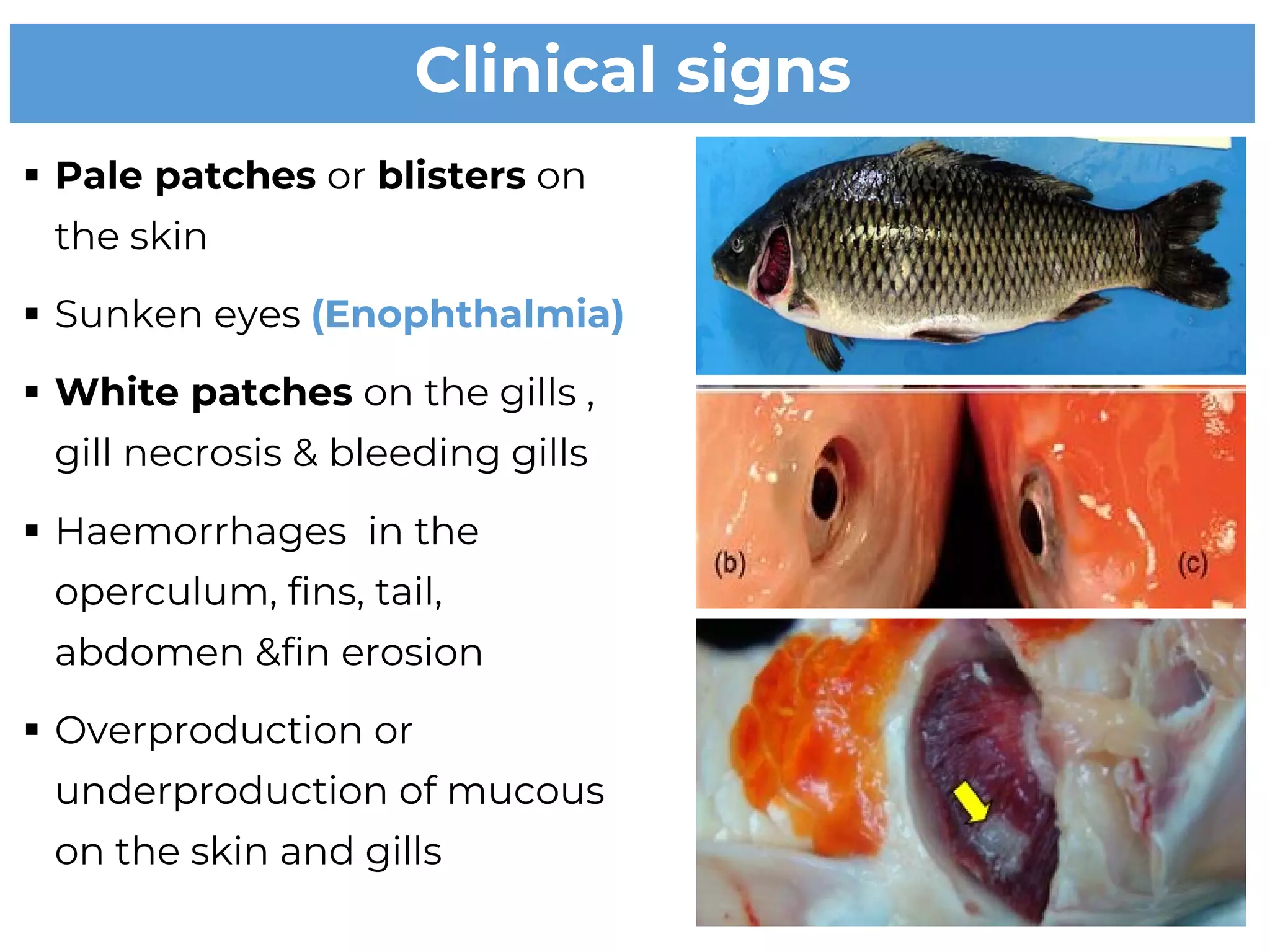 Koi Herpes Virus (KHV) | PDF