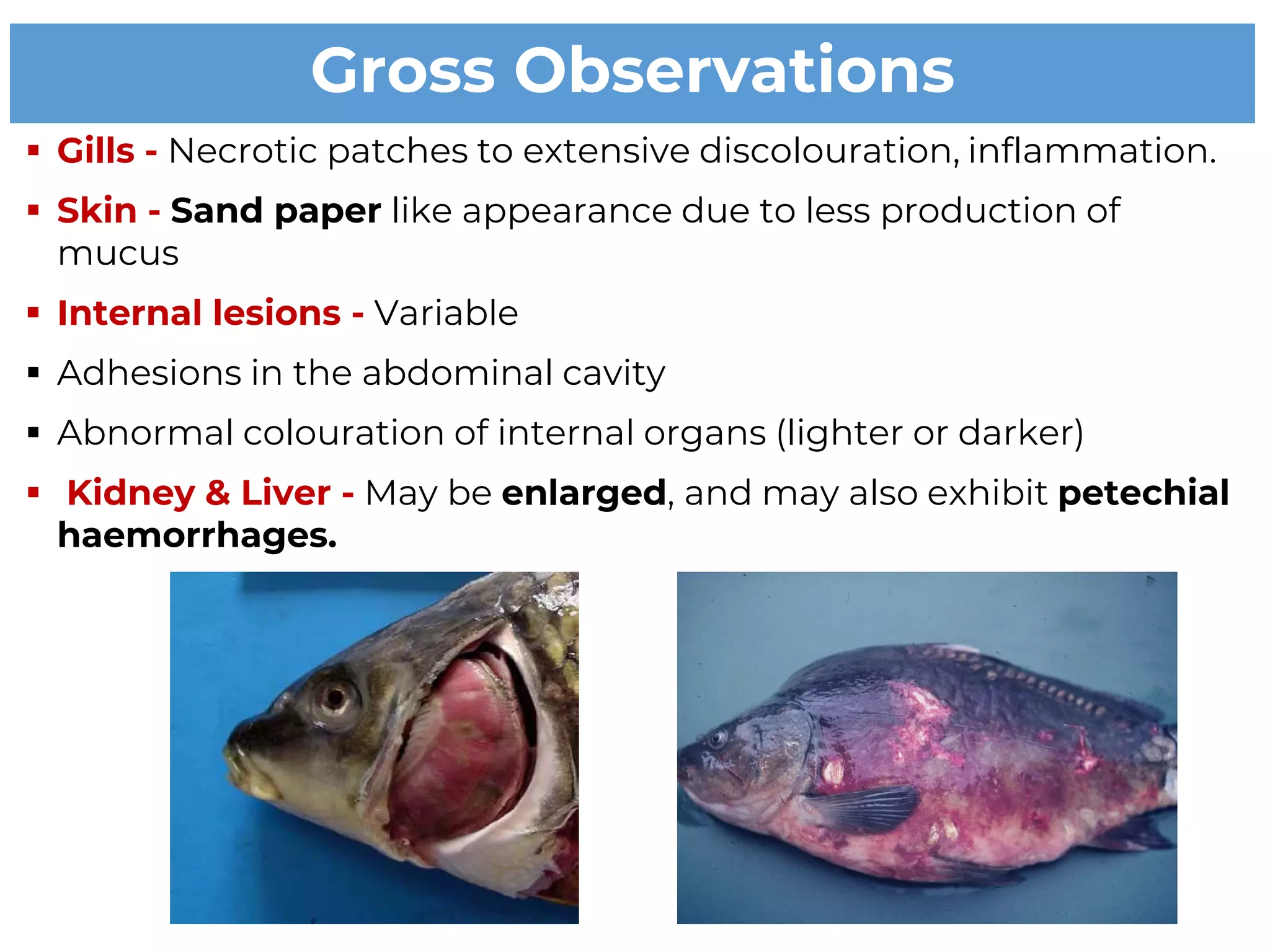 Koi Herpes Virus (KHV) | PDF