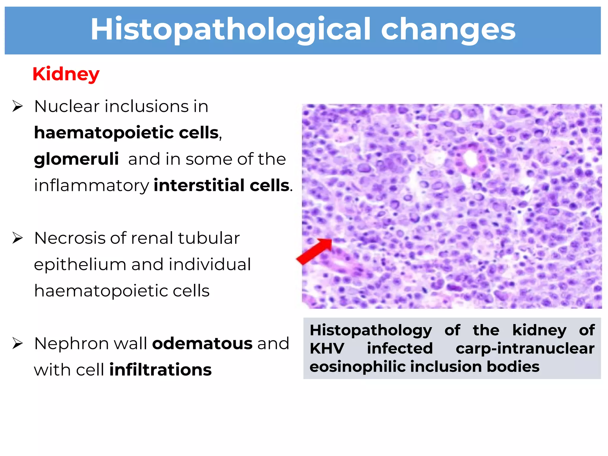 Koi Herpes Virus (KHV) | PDF
