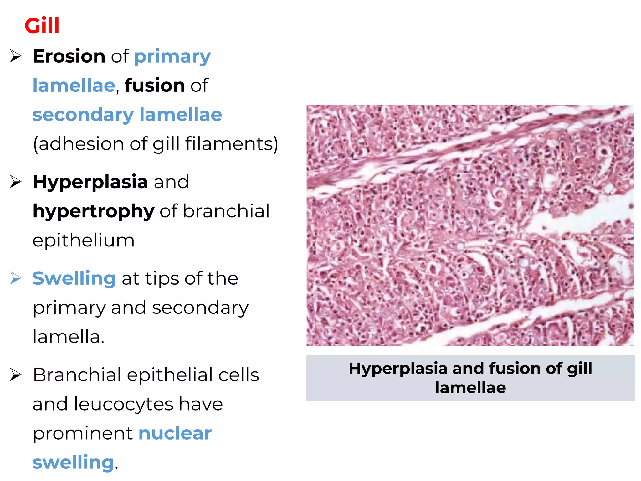 Koi Herpes Virus (KHV) | PDF