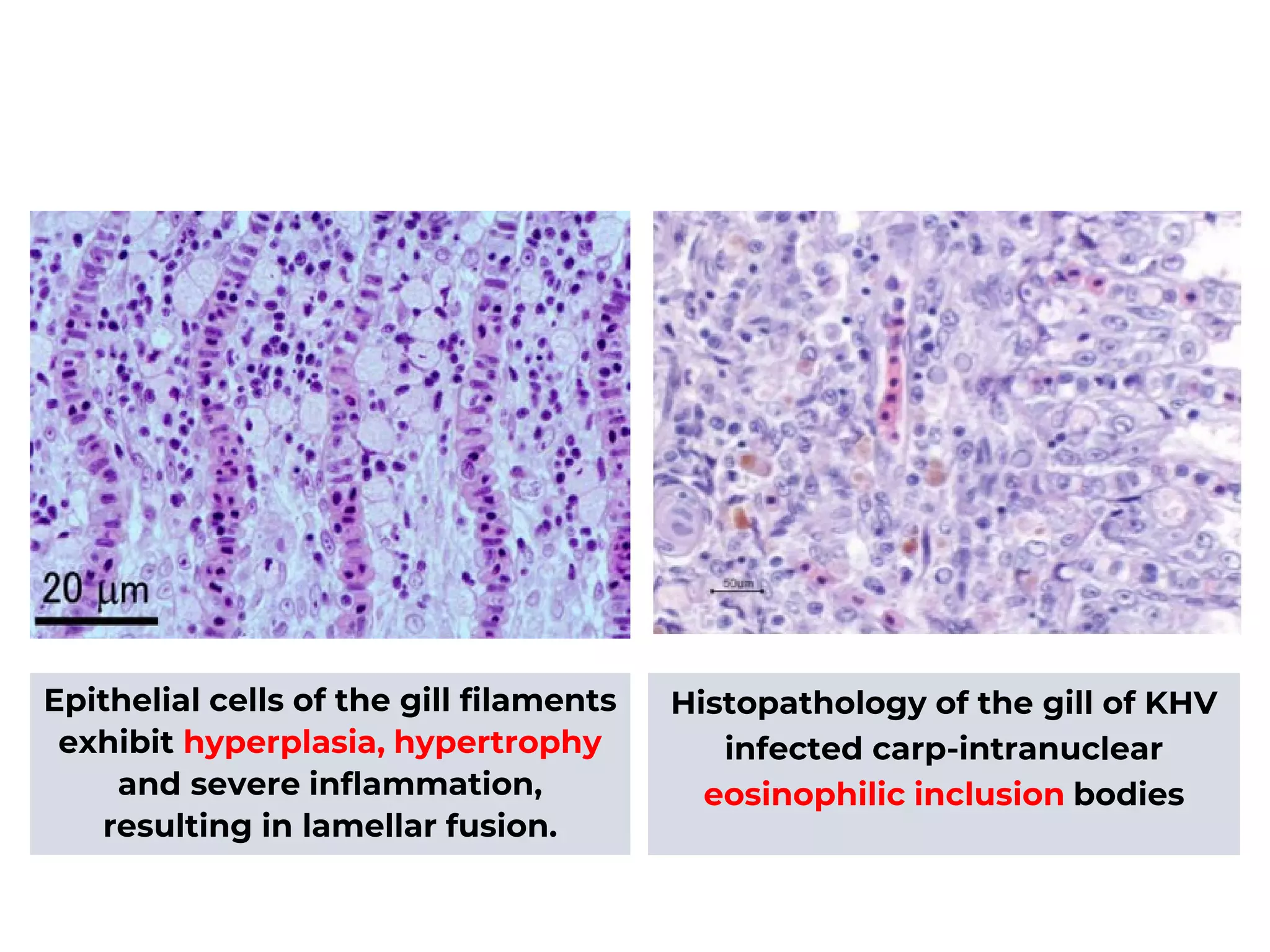 Koi Herpes Virus (KHV) | PDF