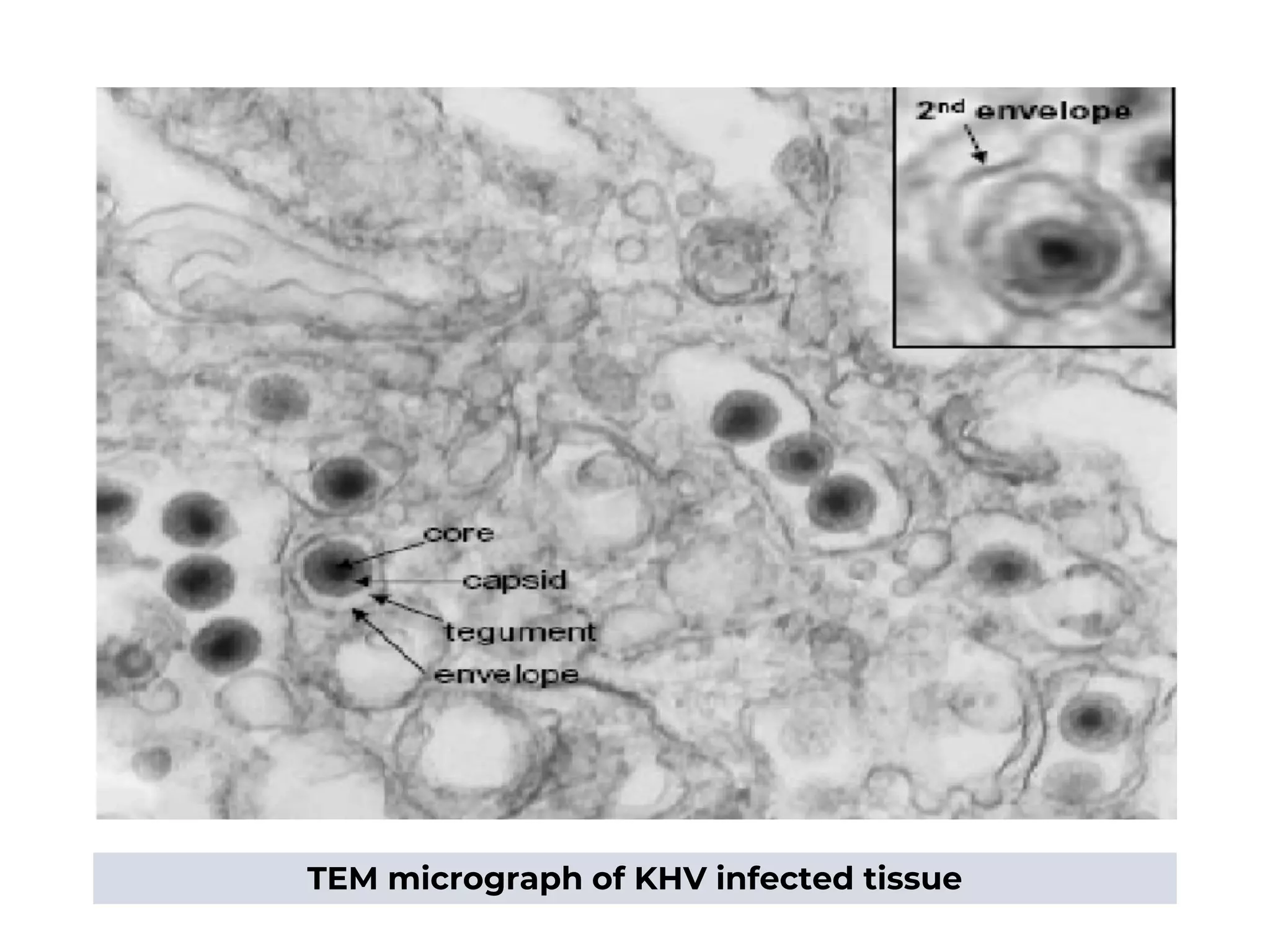 Koi Herpes Virus (KHV) | PDF