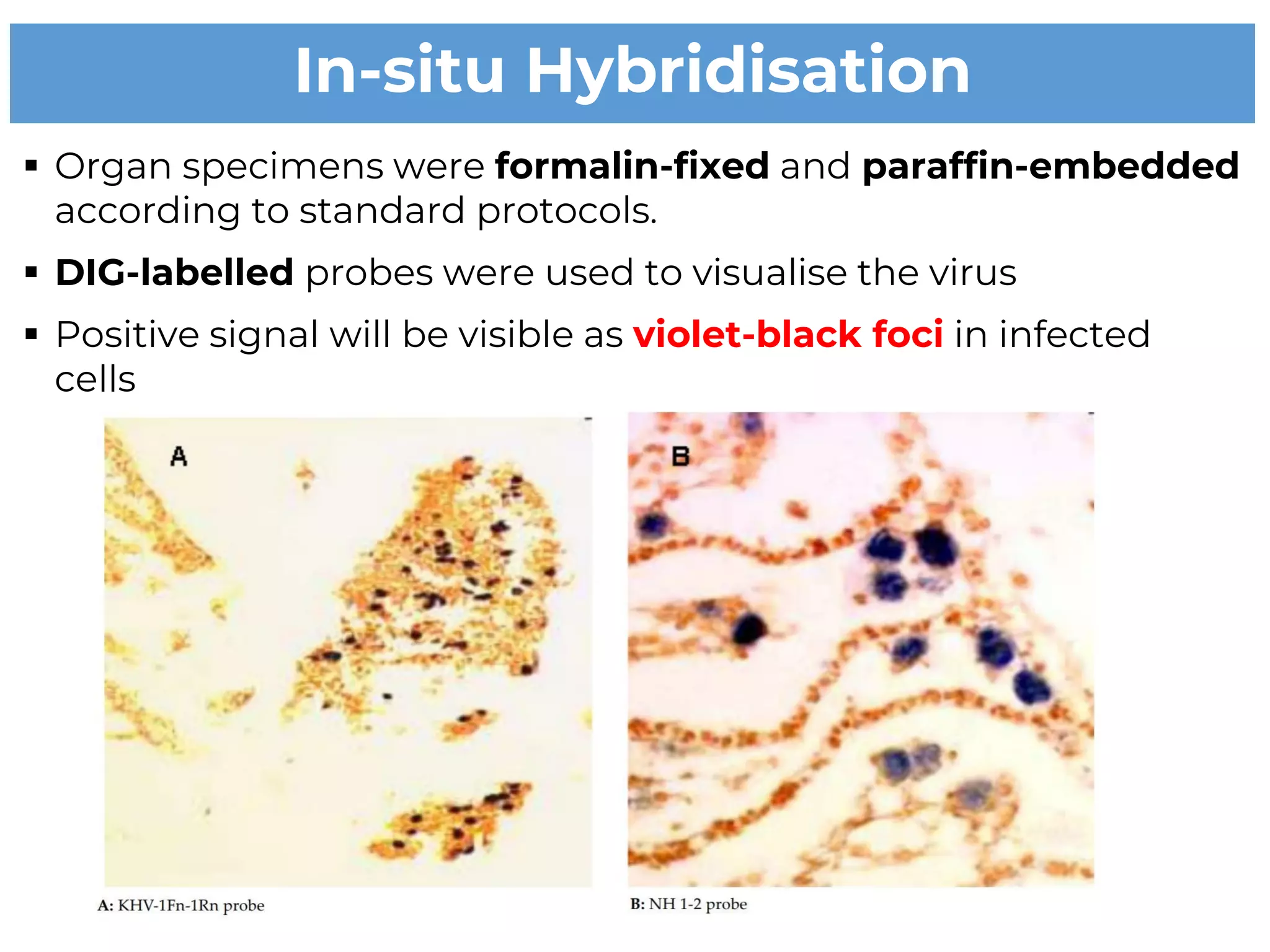 Koi Herpes Virus (KHV) | PDF