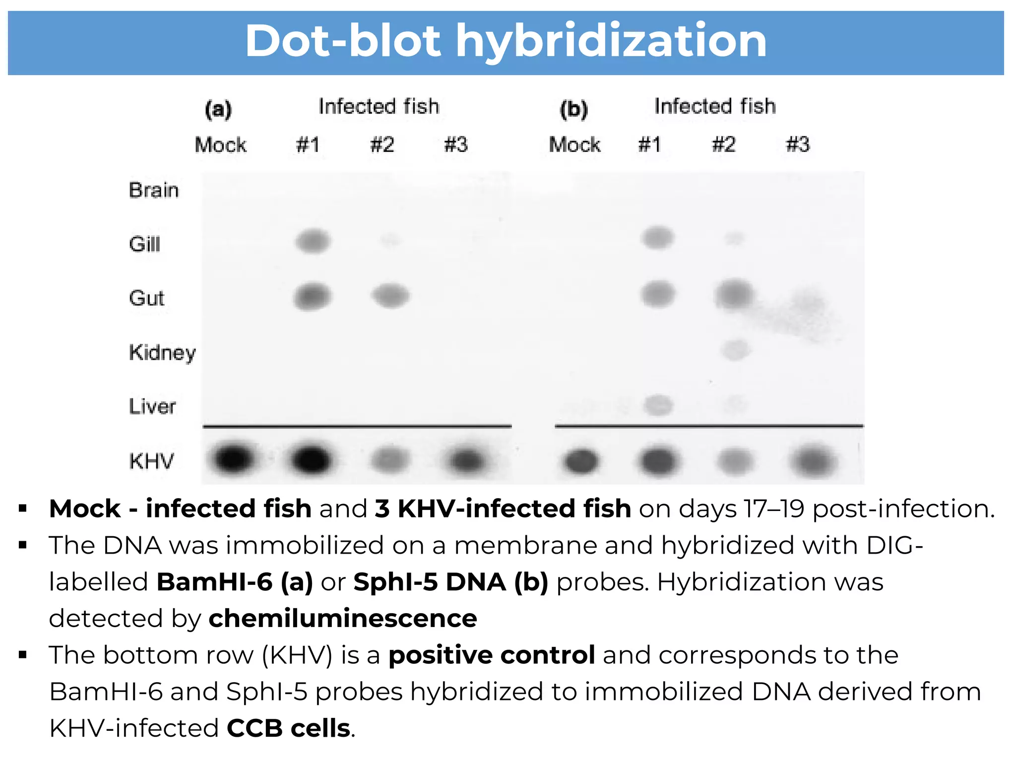 Koi Herpes Virus (KHV) | PDF