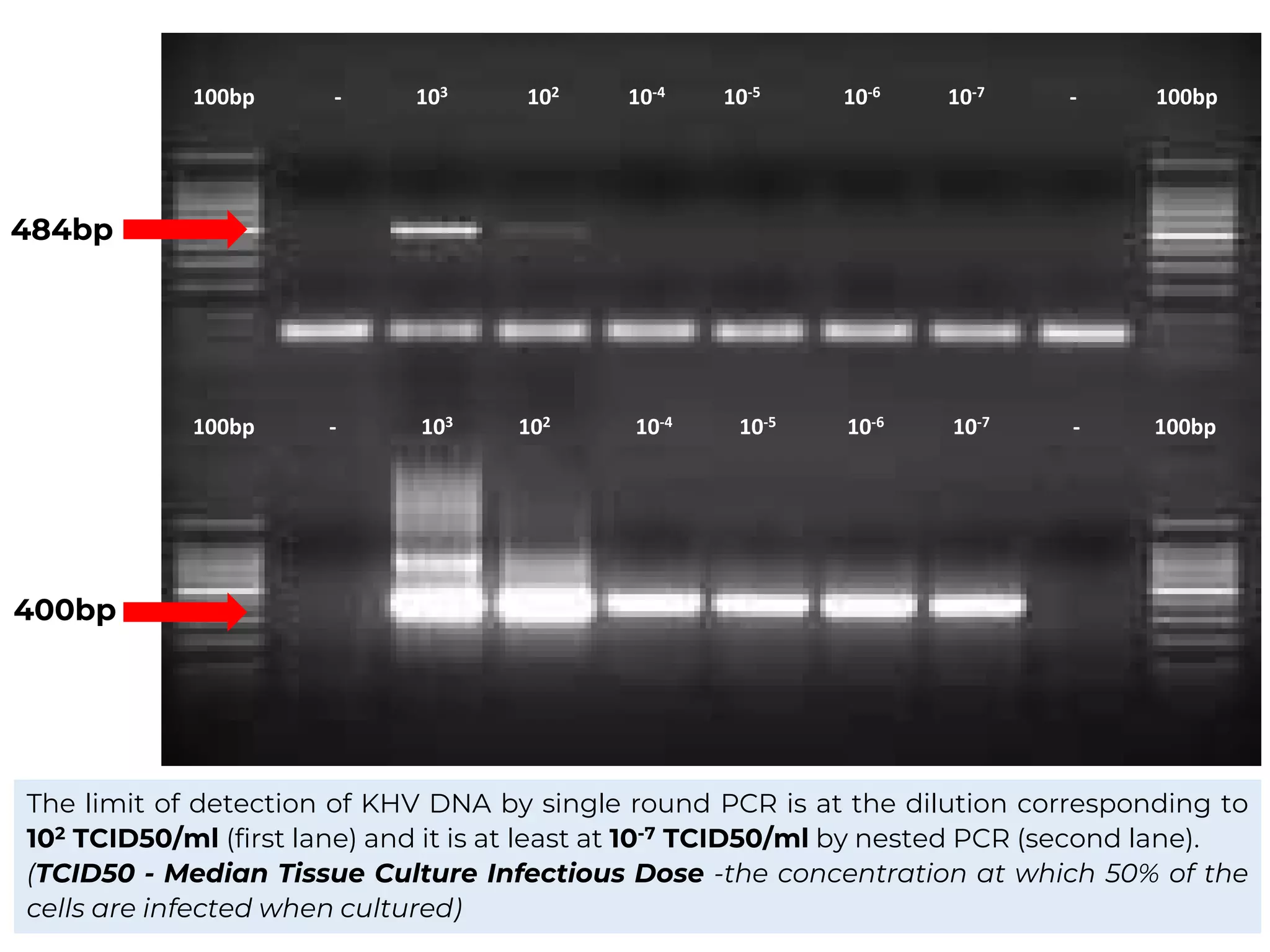 Koi Herpes Virus (KHV) | PDF