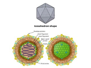 Koi Herpes Virus (KHV) | PDF