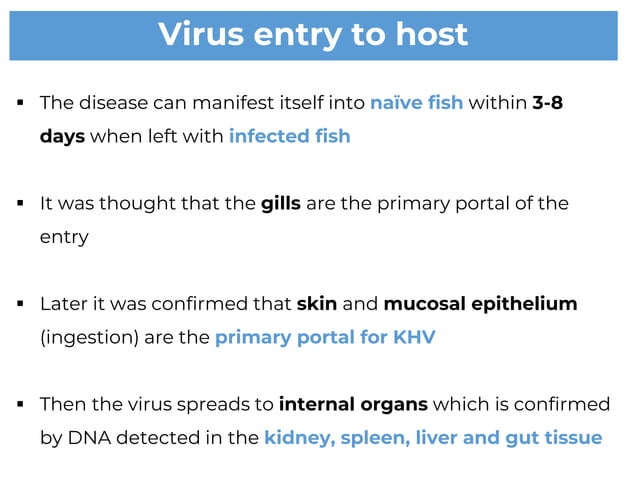 Koi Herpes Virus (KHV) | PDF