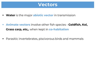 Koi Herpes Virus (KHV) | PDF
