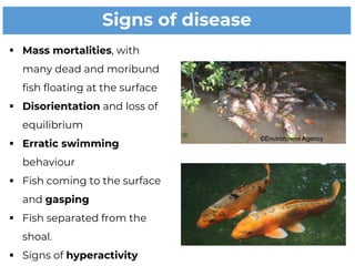 Koi Herpes Virus (KHV) | PDF