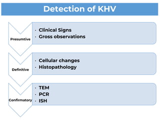 Koi Herpes Virus (KHV) | PDF