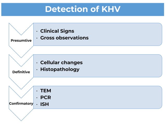 Koi Herpes Virus (KHV) | PDF