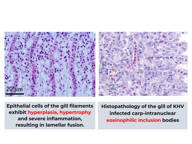 Koi Herpes Virus (KHV) | PDF