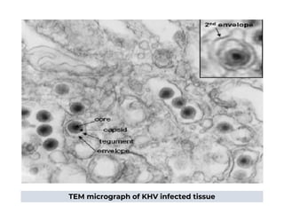 Koi Herpes Virus (KHV) | PDF