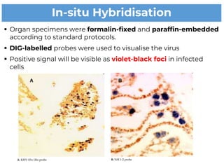 Koi Herpes Virus (KHV) | PDF