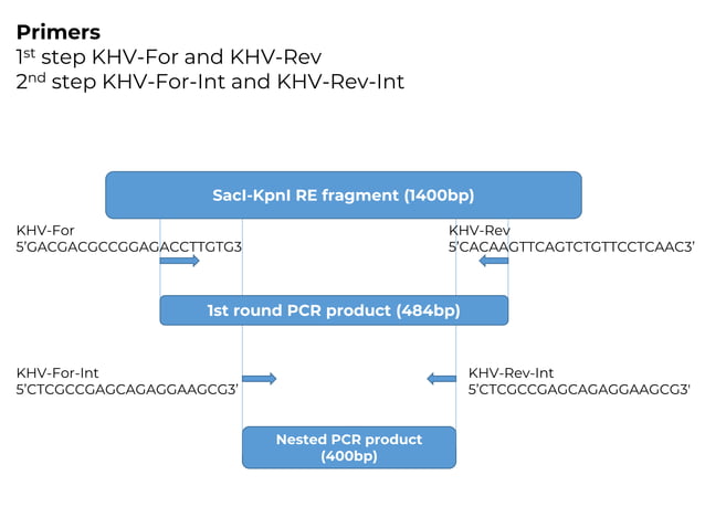 Koi Herpes Virus (KHV) | PDF