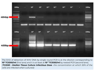 Koi Herpes Virus (KHV) | PDF