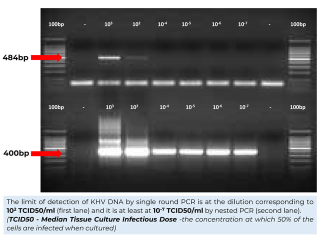 Koi Herpes Virus (KHV) | PDF