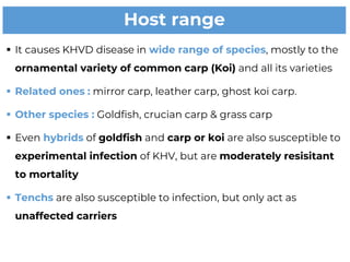 Koi Herpes Virus (KHV) | PDF
