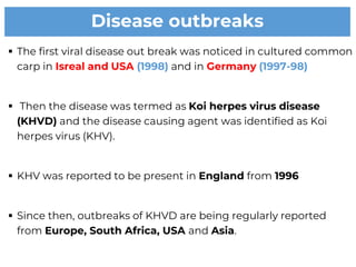 Koi Herpes Virus (KHV) | PDF