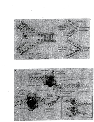 one gene one enzyme.pdf