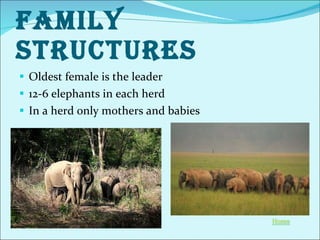 Kiahonna - Asian elephants | PPT