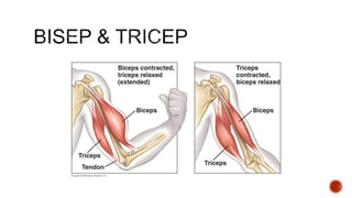 Instruments Assisted Soft Tissue Mobilization | PPTX