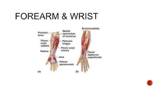 Instruments Assisted Soft Tissue Mobilization | PPTX