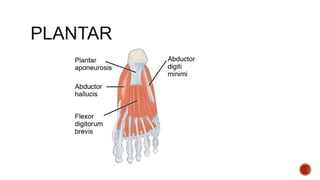 Instruments Assisted Soft Tissue Mobilization | PPTX
