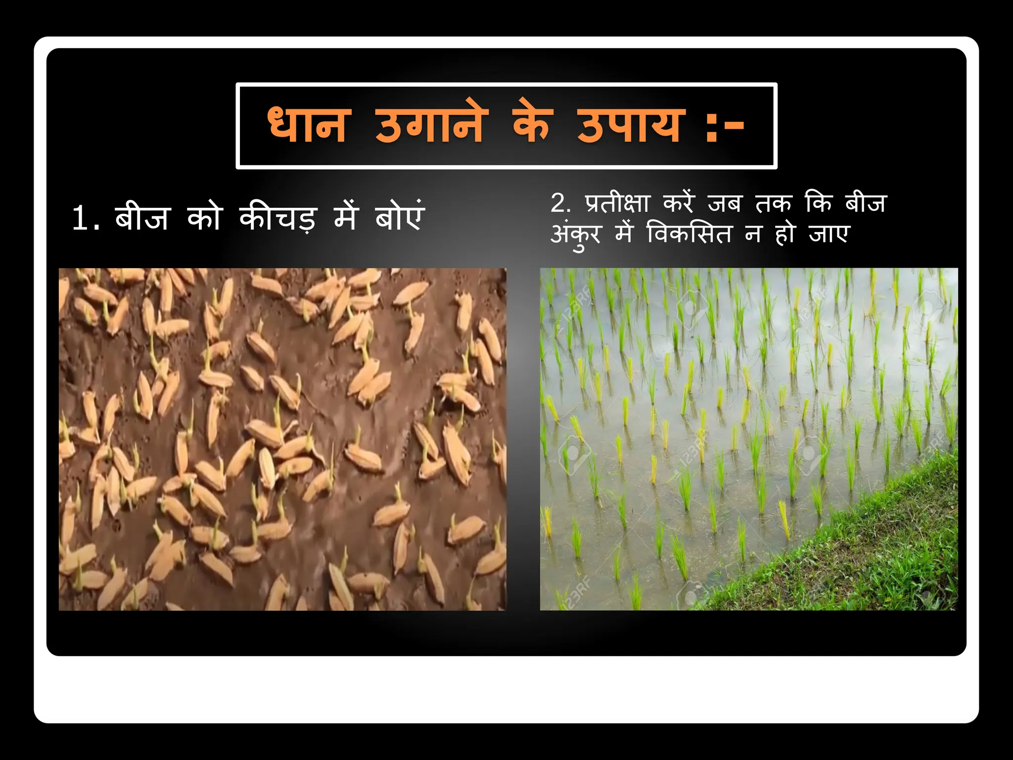 KICHAD AUR KHETI - hindi presentation on how to do farming in mud | PDF