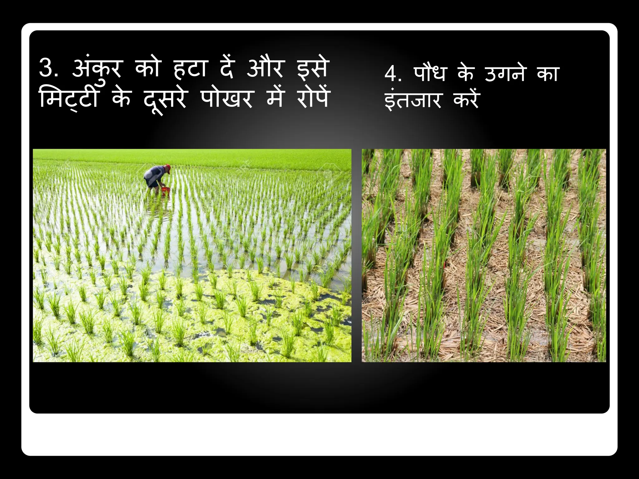 KICHAD AUR KHETI - hindi presentation on how to do farming in mud | PDF