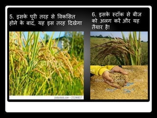 KICHAD AUR KHETI - hindi presentation on how to do farming in mud | PDF