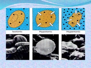 Kideney & body fluids | PPTX
