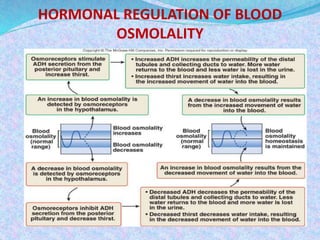 Kideney & body fluids | PPTX