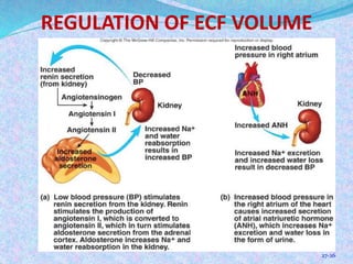 Kideney & body fluids | PPTX