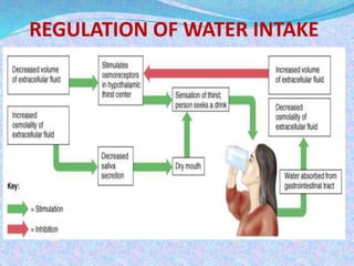 Kideney & body fluids | PPTX