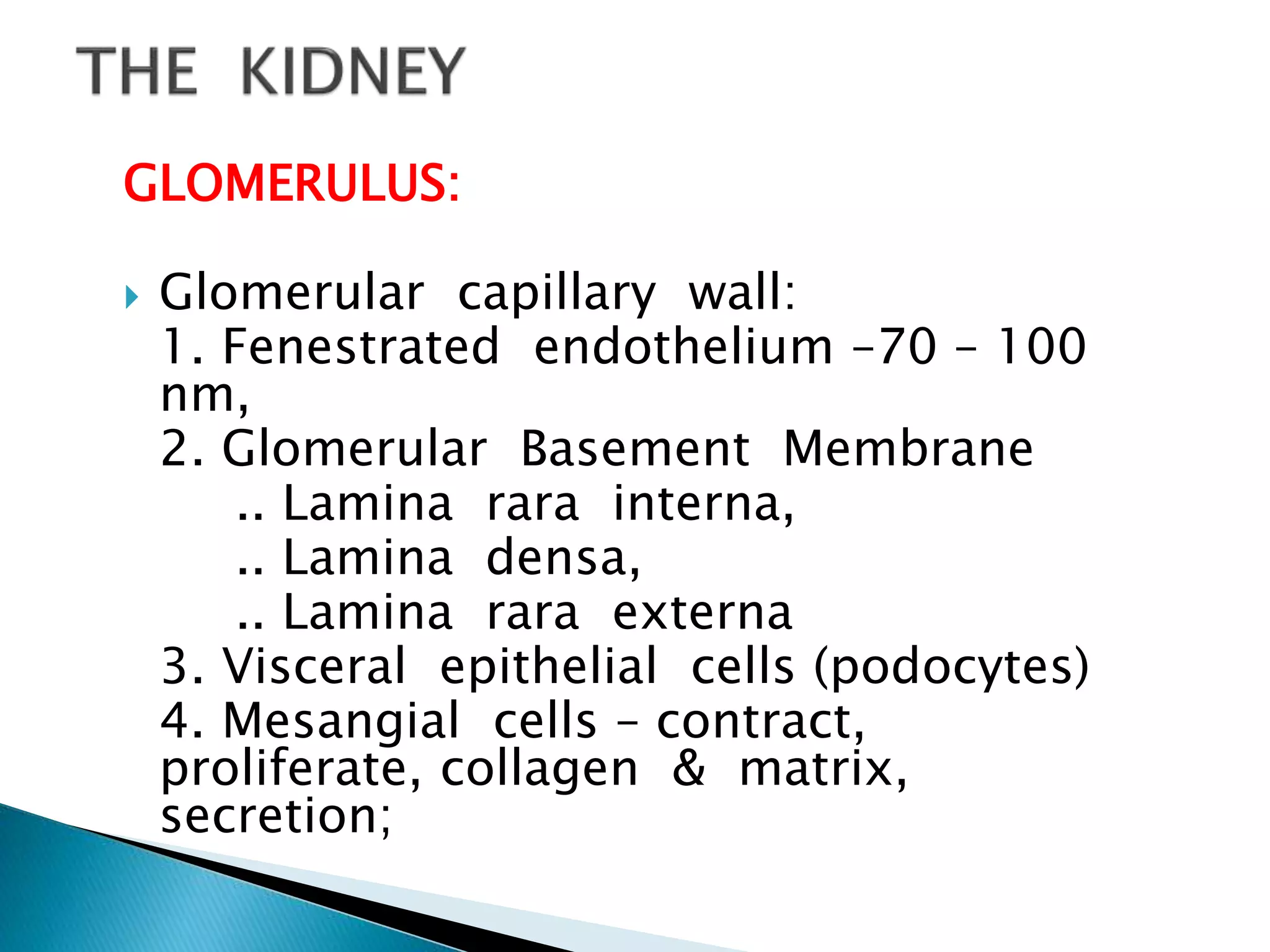 glomerular disease | PPTX