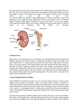 Kidney | PDF